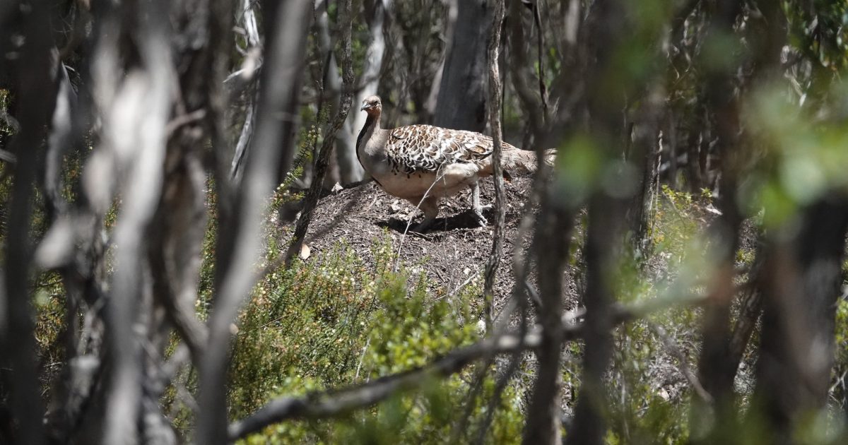 Marna Banggara | Secretive birds spotted on southern Yorke Peninsula