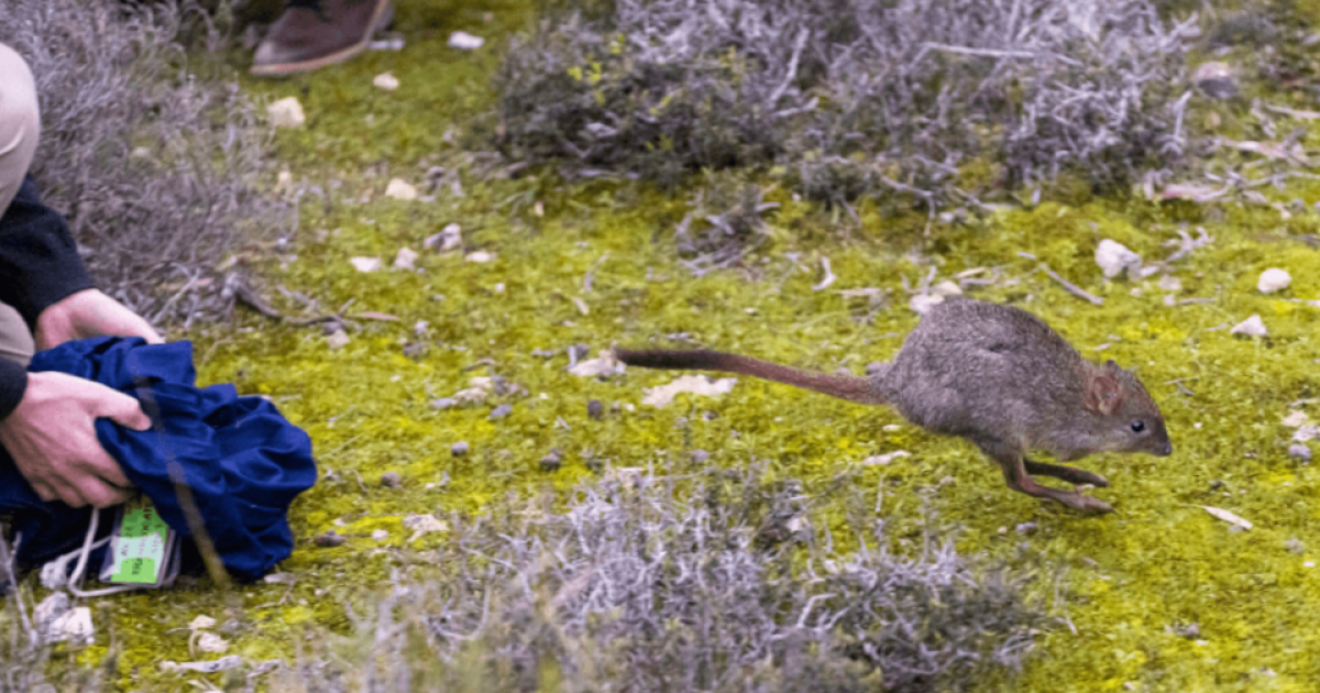 Marna Banggara | Yalgi family tree grows as predator numbers fall